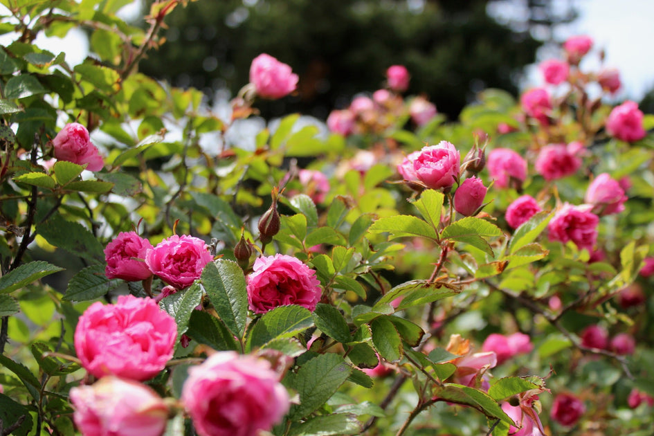 Summer Capsule Collection – Tagged "Liver"– Natura Sophia Spagyrics