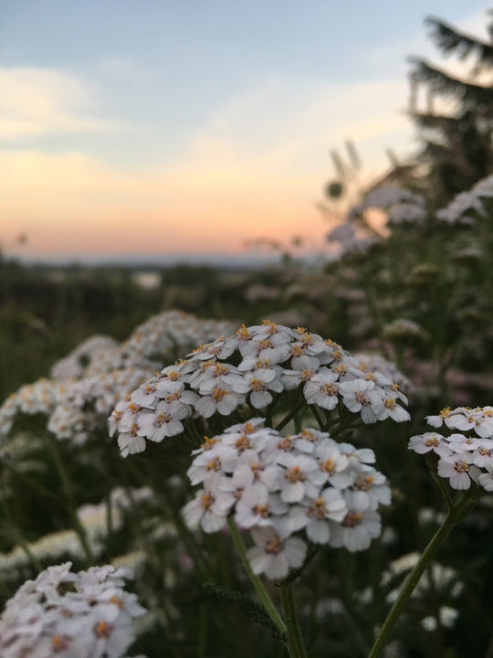 Yarrow flower (Achillea millefolium) Spagyric Essence – Natura Sophia ...